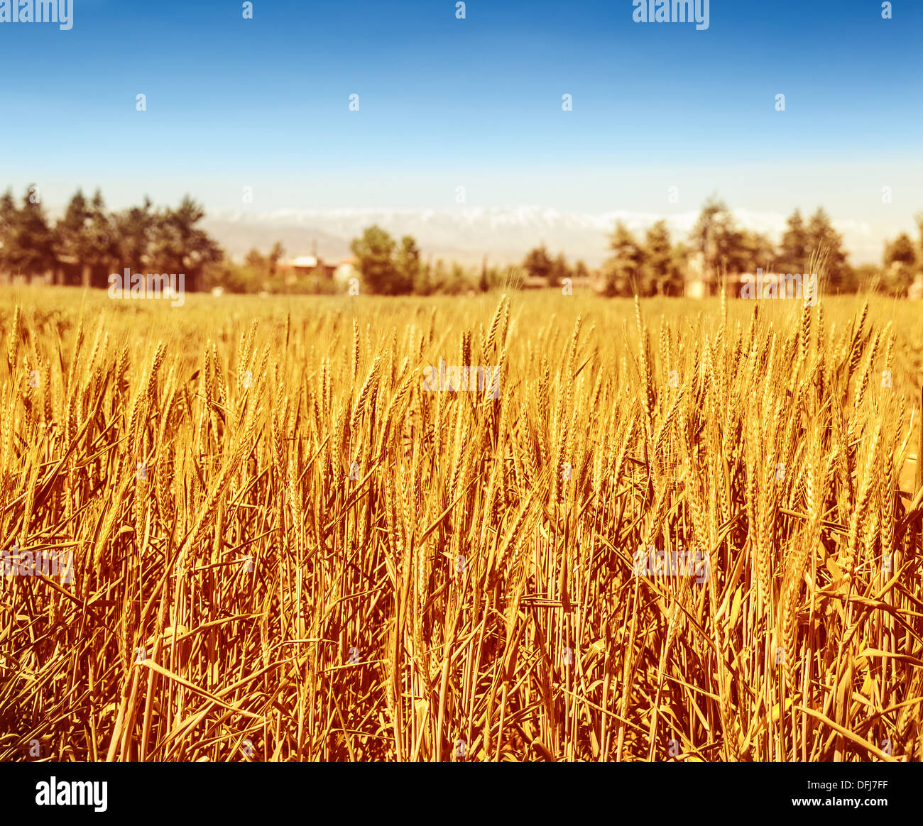 Beautiful golden wheat field, blue sky, agricultural landscape, bread ...