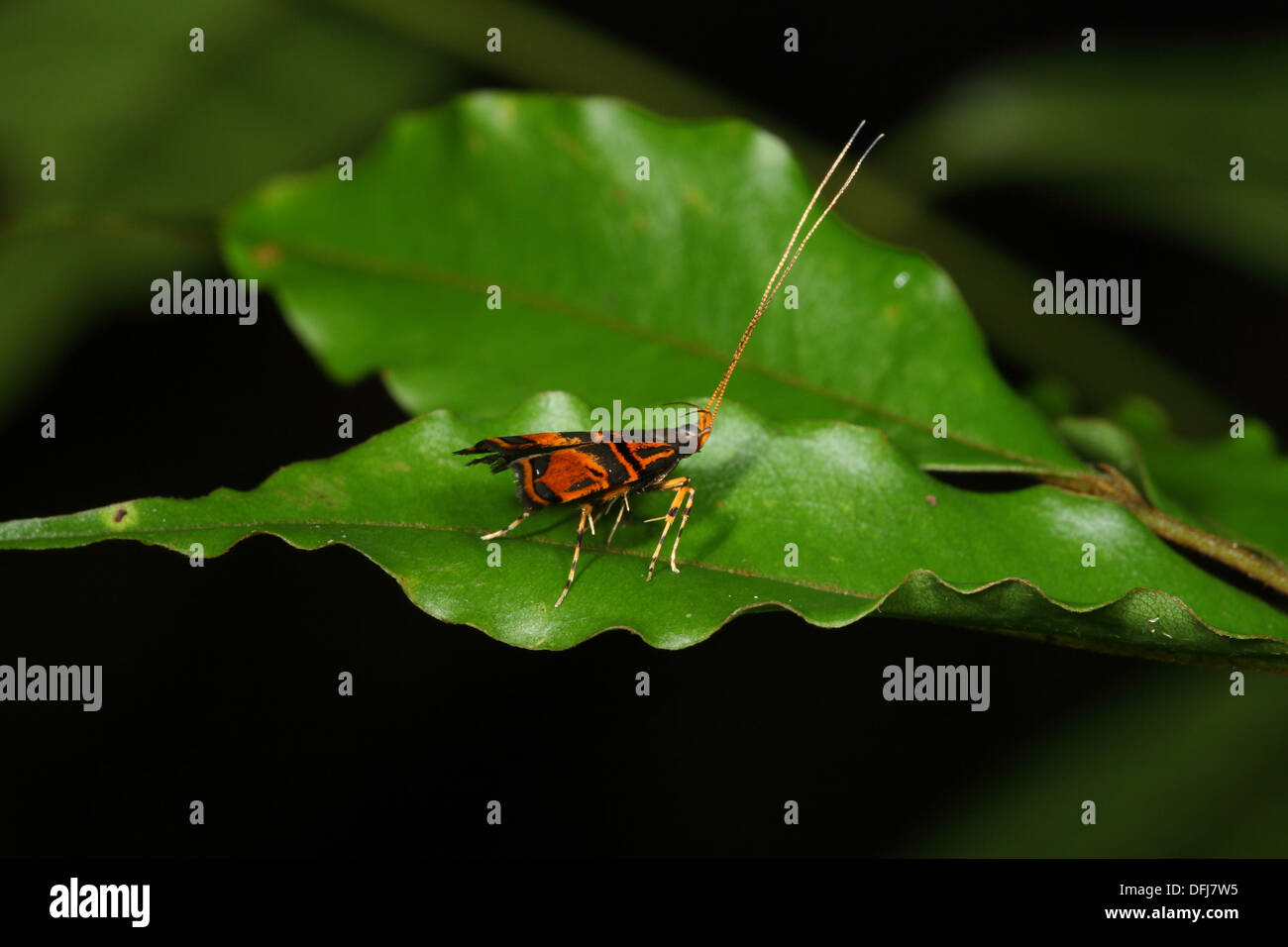 Forage looper hi-res stock photography and images - Alamy