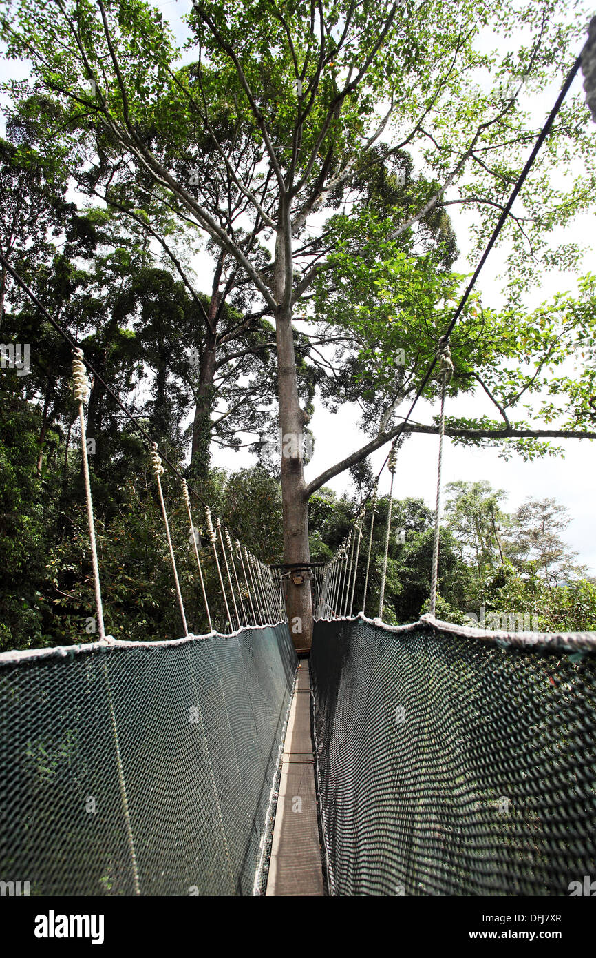 Poring Canopy Walk High Resolution Stock Photography and Images - Alamy