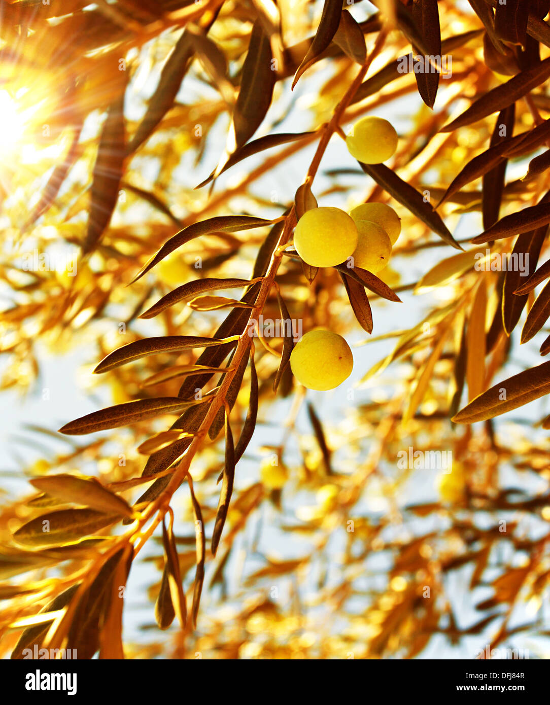 Olive tree branch at warm autumn sunset, natural background of a ripe ...