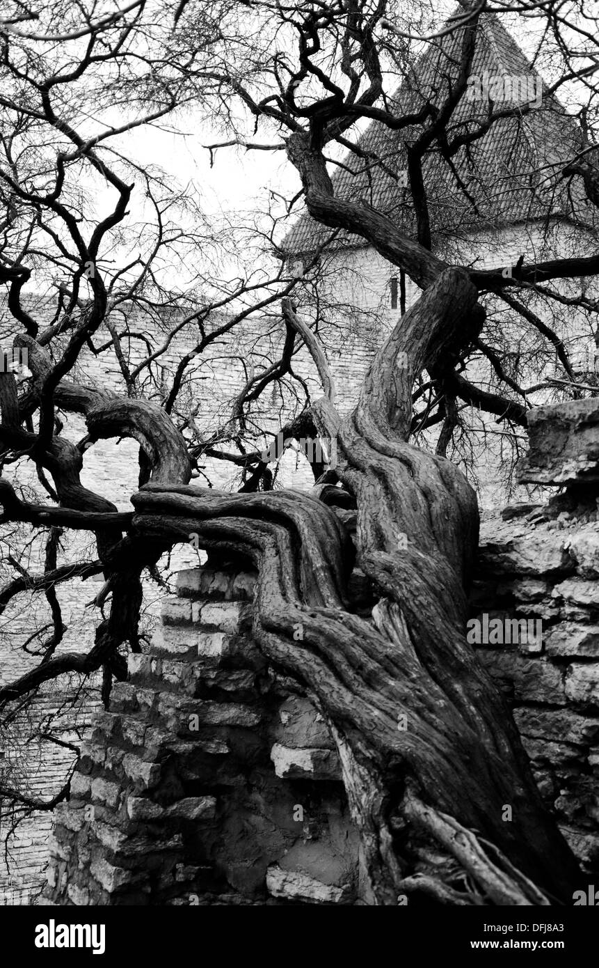 Tree tallinn hi-res stock photography and images - Alamy
