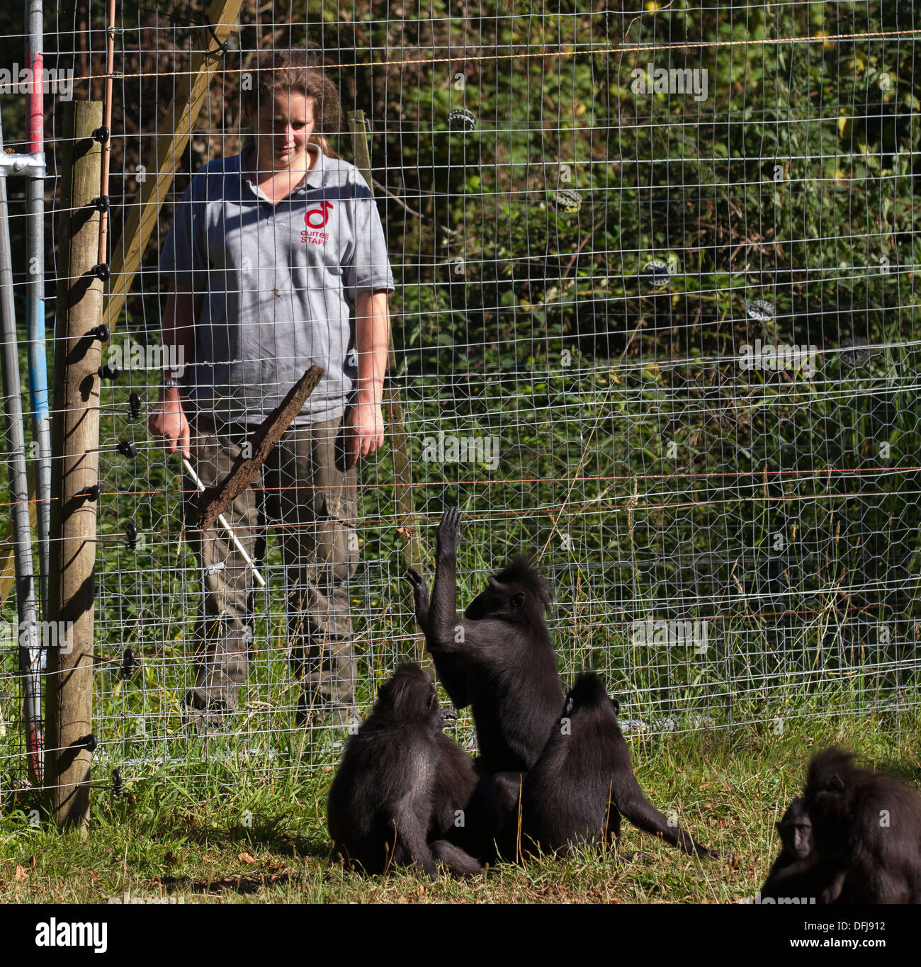 Durrell Wildlife Conservation Trust Stock Photo - Alamy