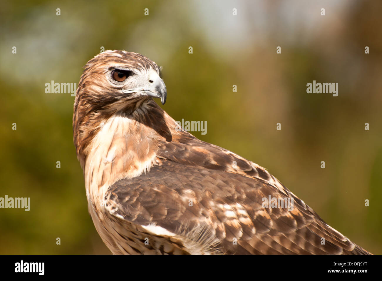Cute hawk hi-res stock photography and images - Alamy