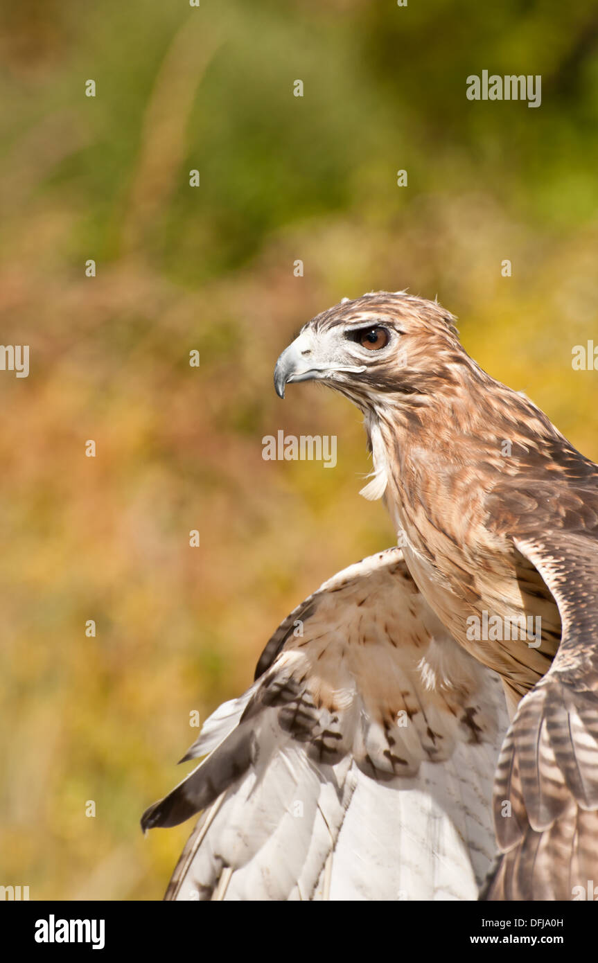 Close up red tailed hawk hi-res stock photography and images - Alamy