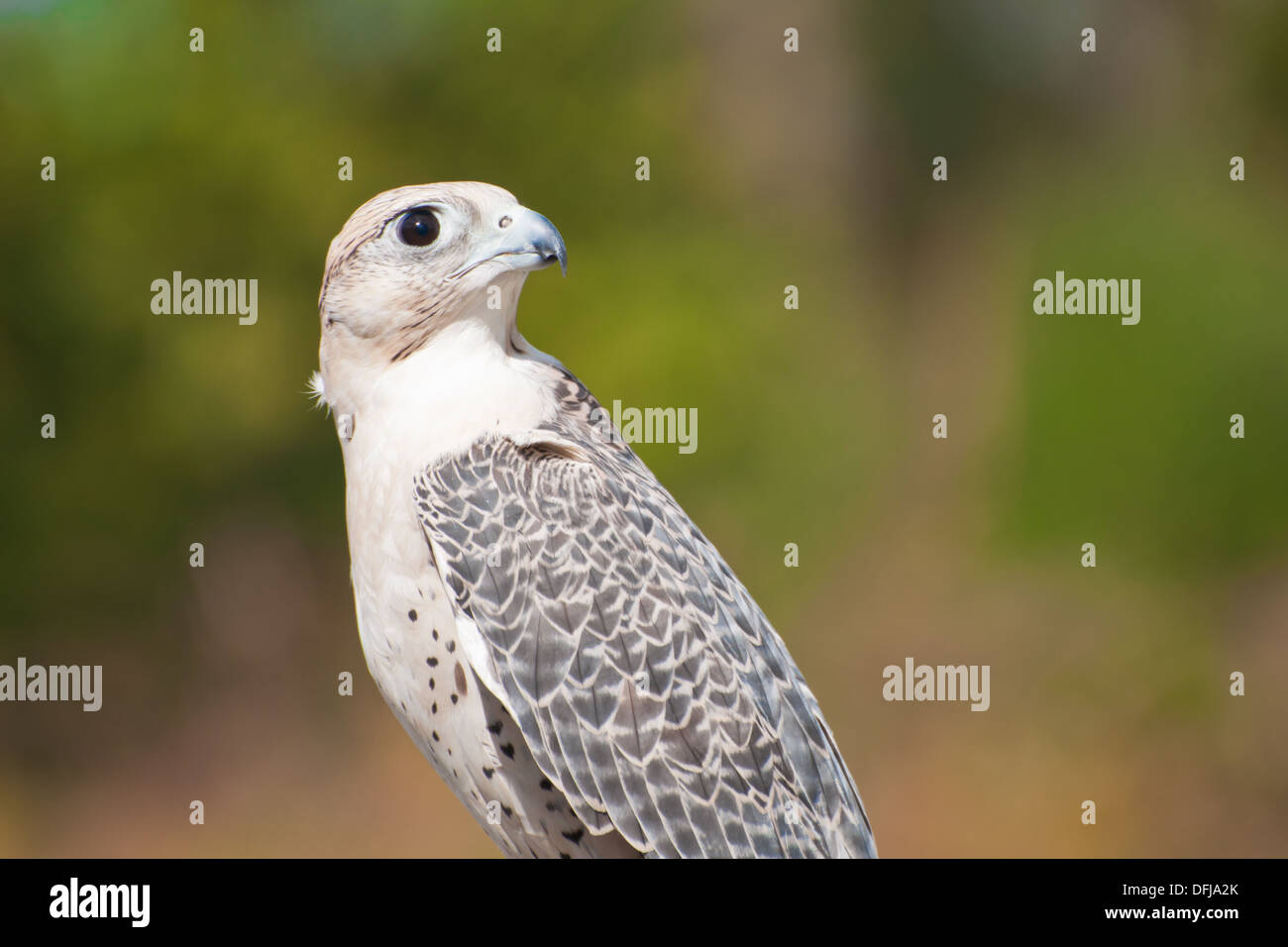 Gyrfalcon hi-res stock photography and images - Alamy