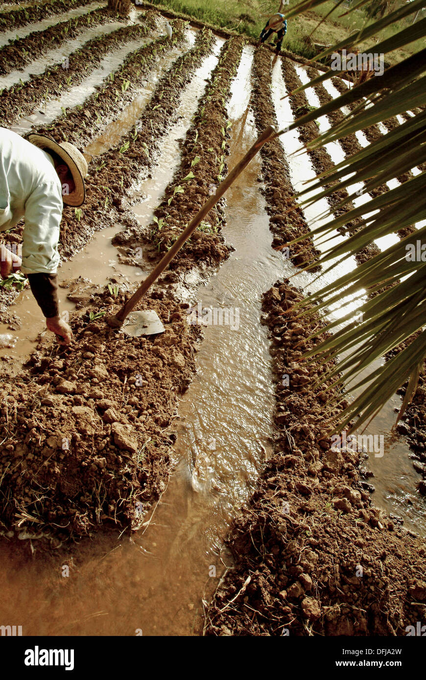 Irrigation Egypt High Resolution Stock Photography and Images - Alamy