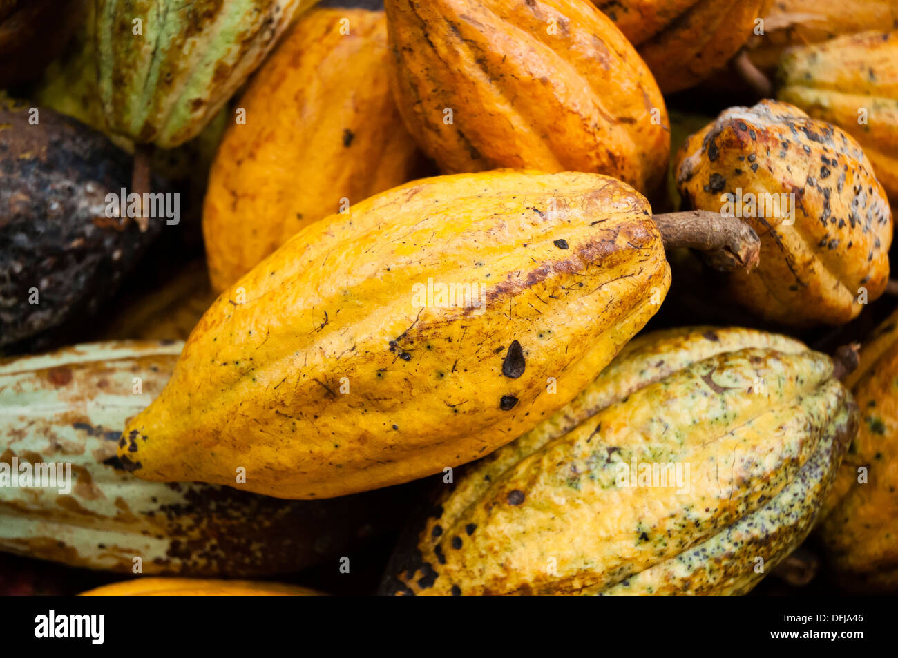 Wild cacao tree hi-res stock photography and images - Alamy