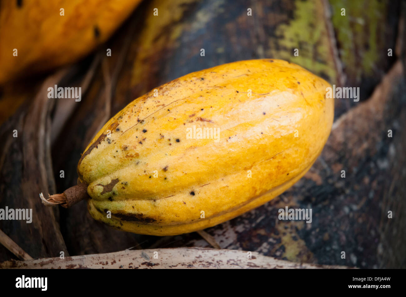 Yellow Cocoa fruit Stock Photo - Alamy