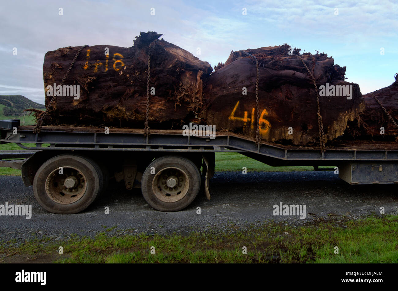 Large Old Kauri In New Zealand High Resolution Stock Photography and ...