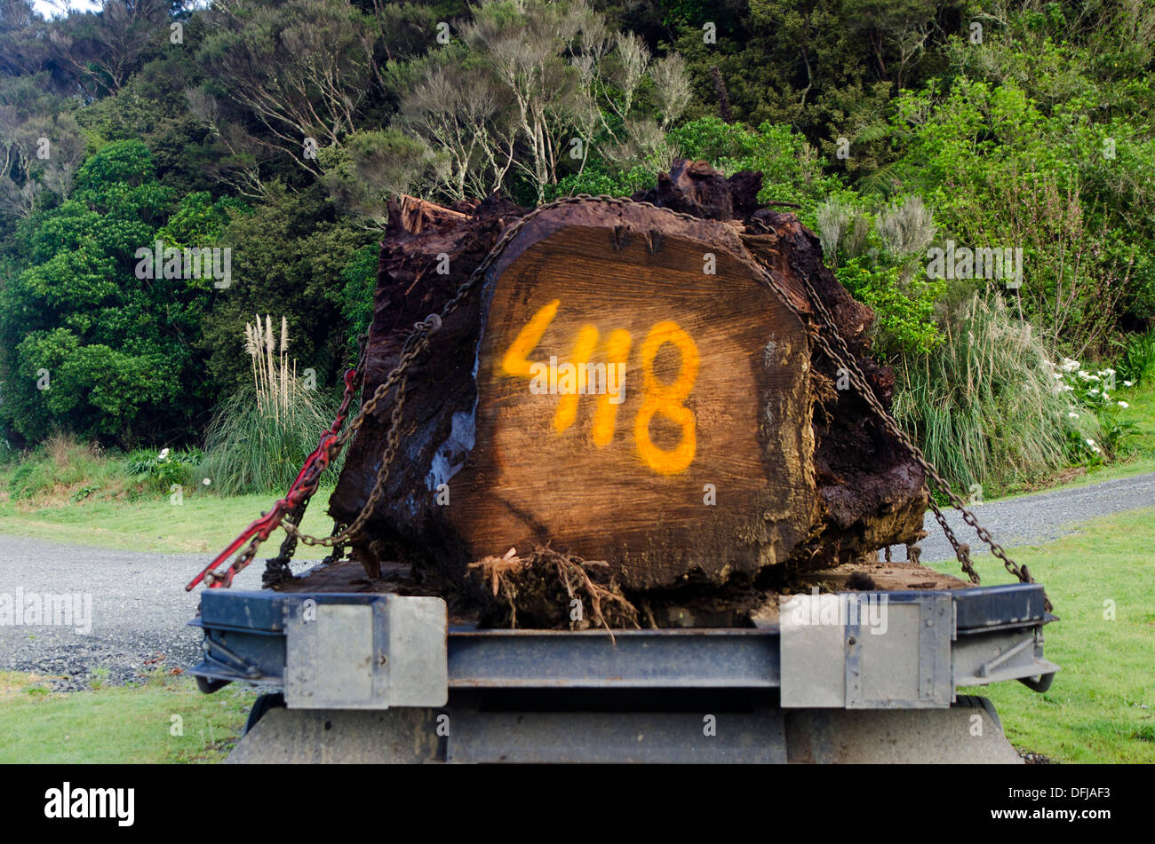 Large Old Kauri In New Zealand High Resolution Stock Photography and ...