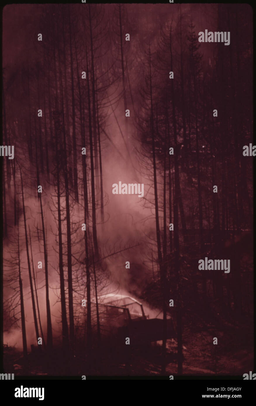 IN AUGUST, 1973, A MAJOR FOREST FIRE SWEPT THROUGH THE WESTERN SLOPES ...