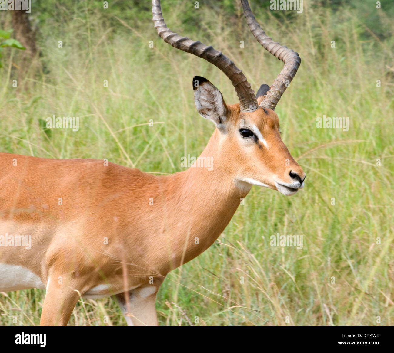Male ram Impala gazelle attractive antlers Northern Akagera National ...