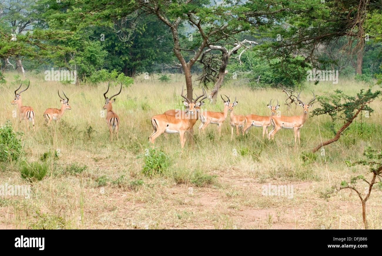 Young males ram Impala gazelle attractive antlers Northern Akagera ...
