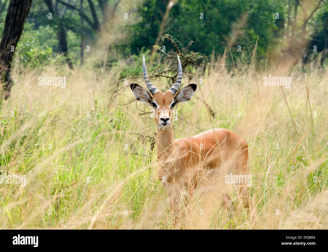 Referred to as the ewe without horns when frightened startled hi-res ...