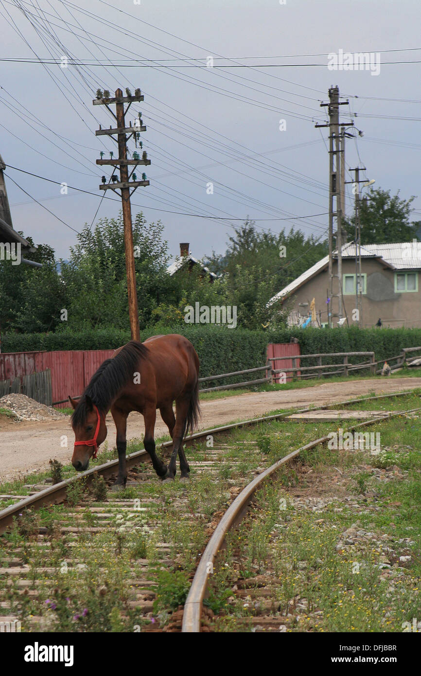Tracks horse two hi-res stock photography and images - Alamy