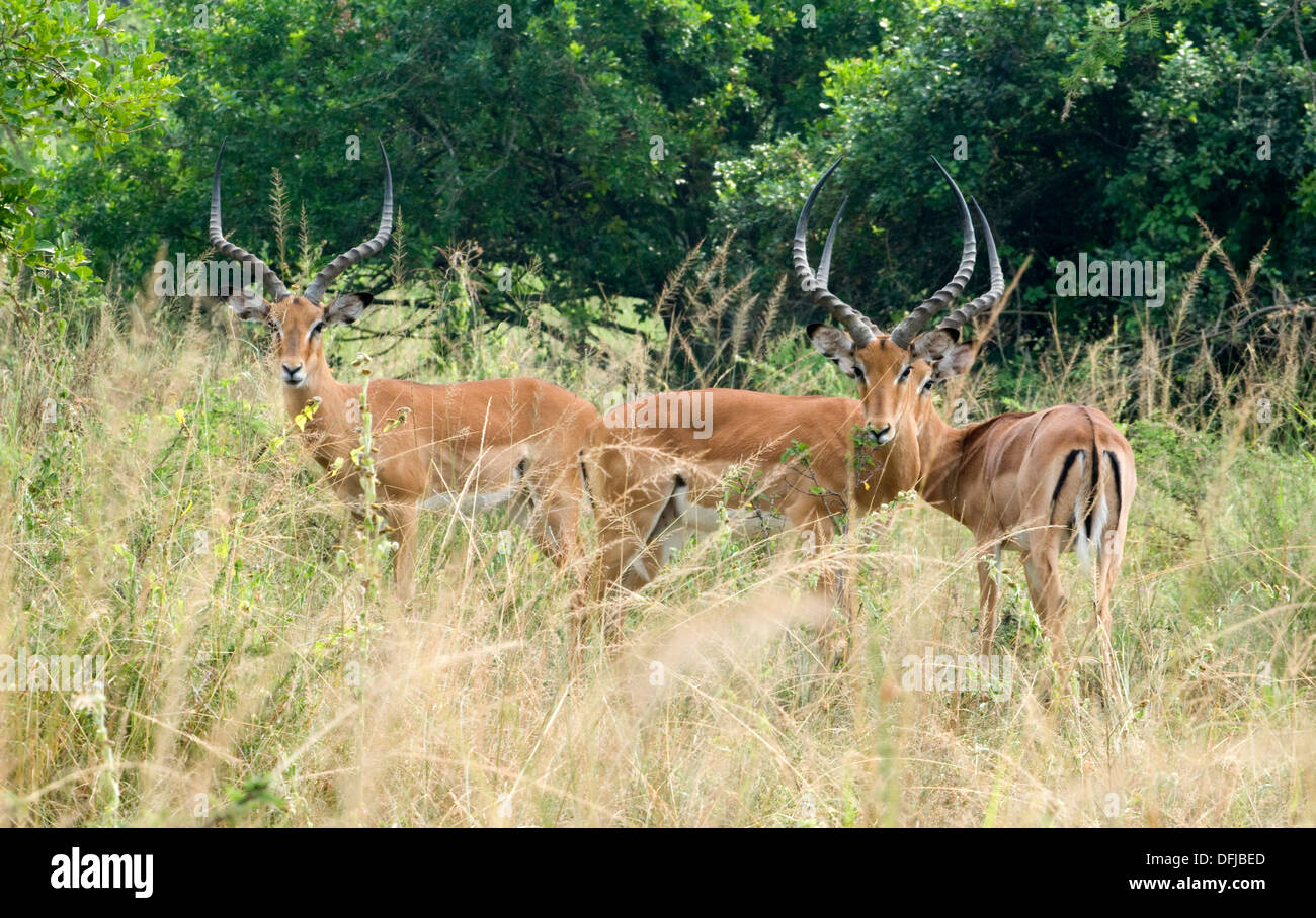 Male rams Impala Aepyceros melampus gazelle mature antlers Northern ...