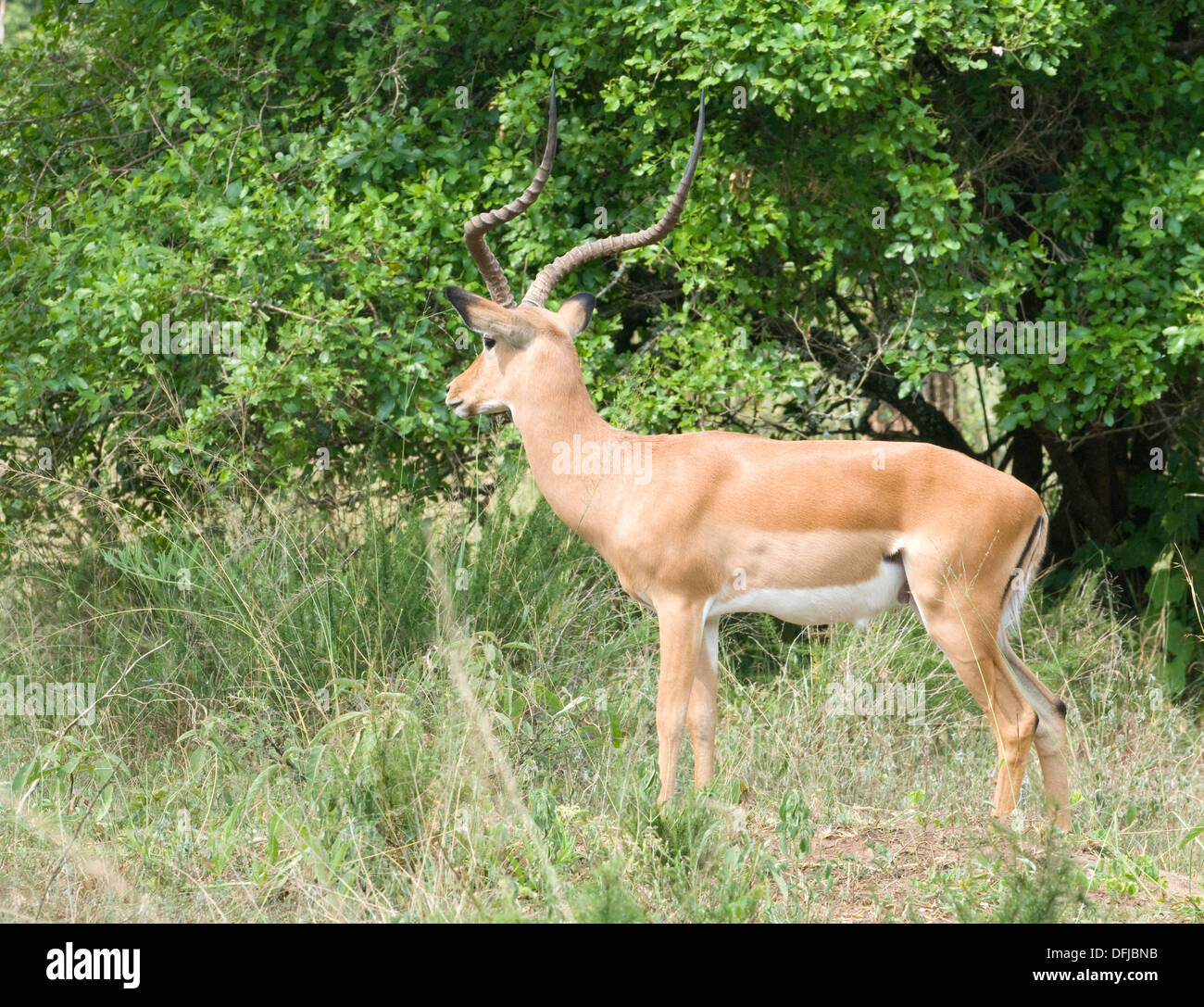 Male ram Impala Aepyceros melampus gazelle mature antlers Northern ...