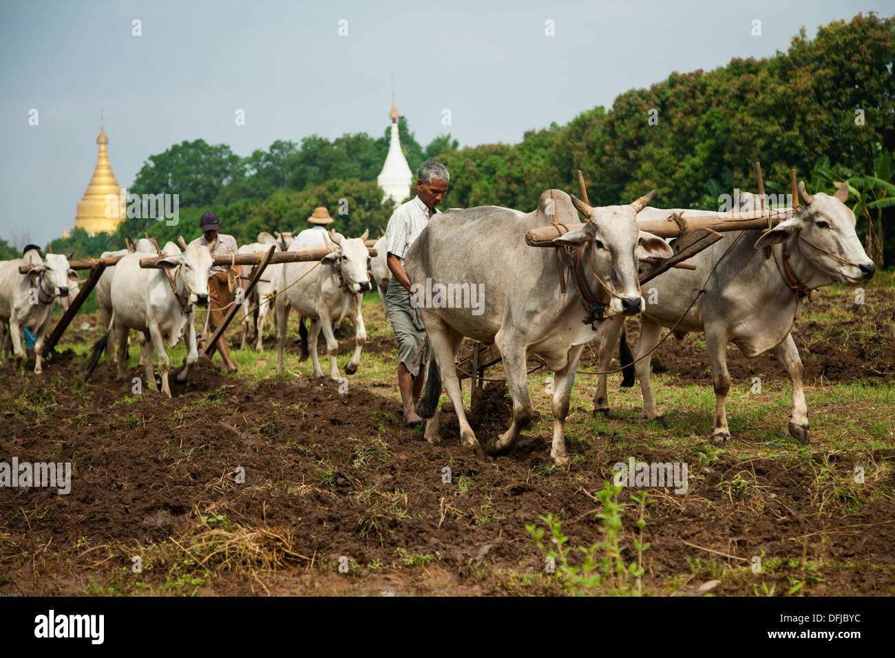 Burmese farmers ploughing a field using cattle. Landscape Stock Photo ...