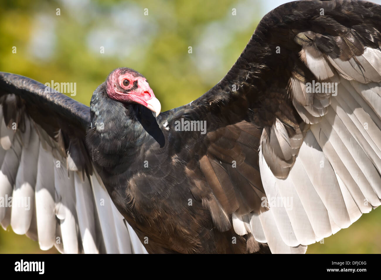 Common vulture species hi-res stock photography and images - Alamy