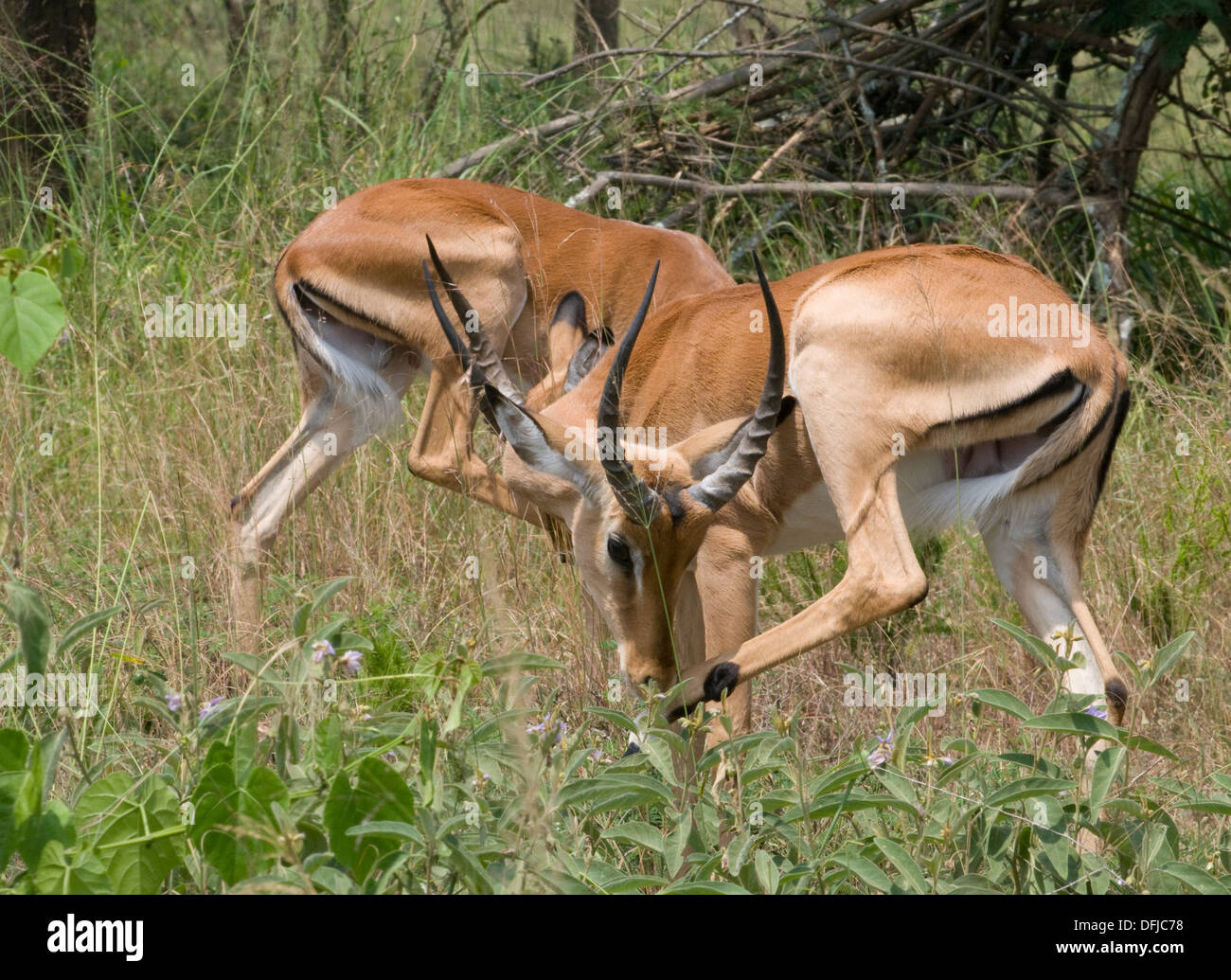 Stotting gazelle hi-res stock photography and images - Alamy