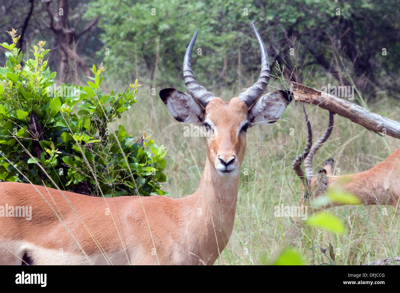 Stotting gazelle hi-res stock photography and images - Alamy