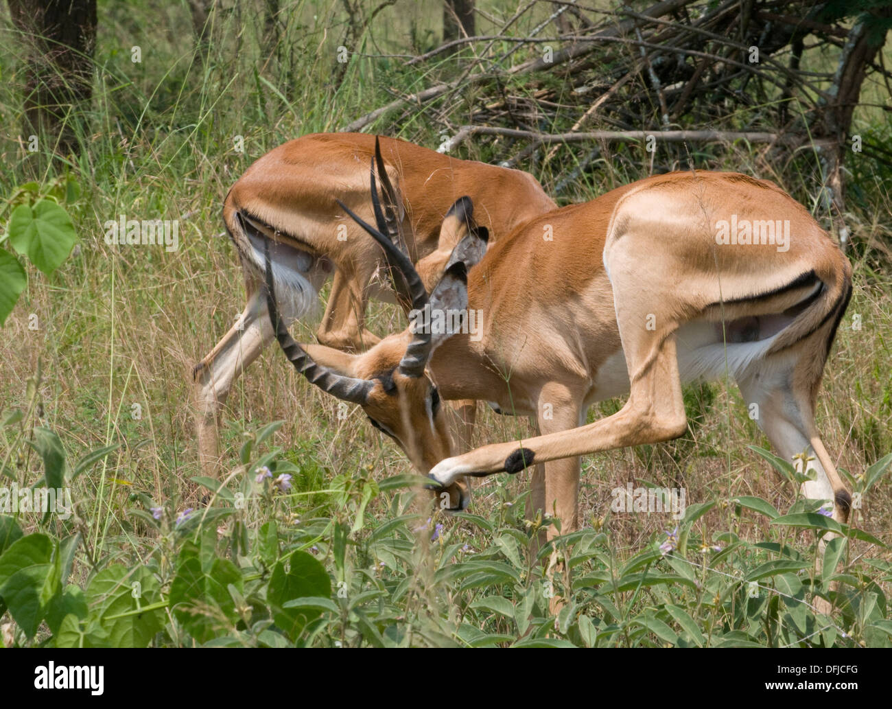 Young males ram Impala gazelle attractive antlers Northern Akagera ...