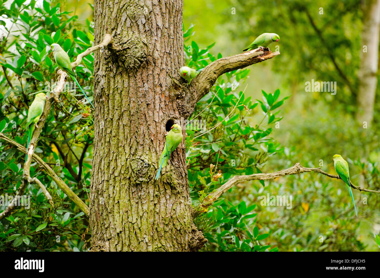 Parakeets london hi-res stock photography and images - Alamy