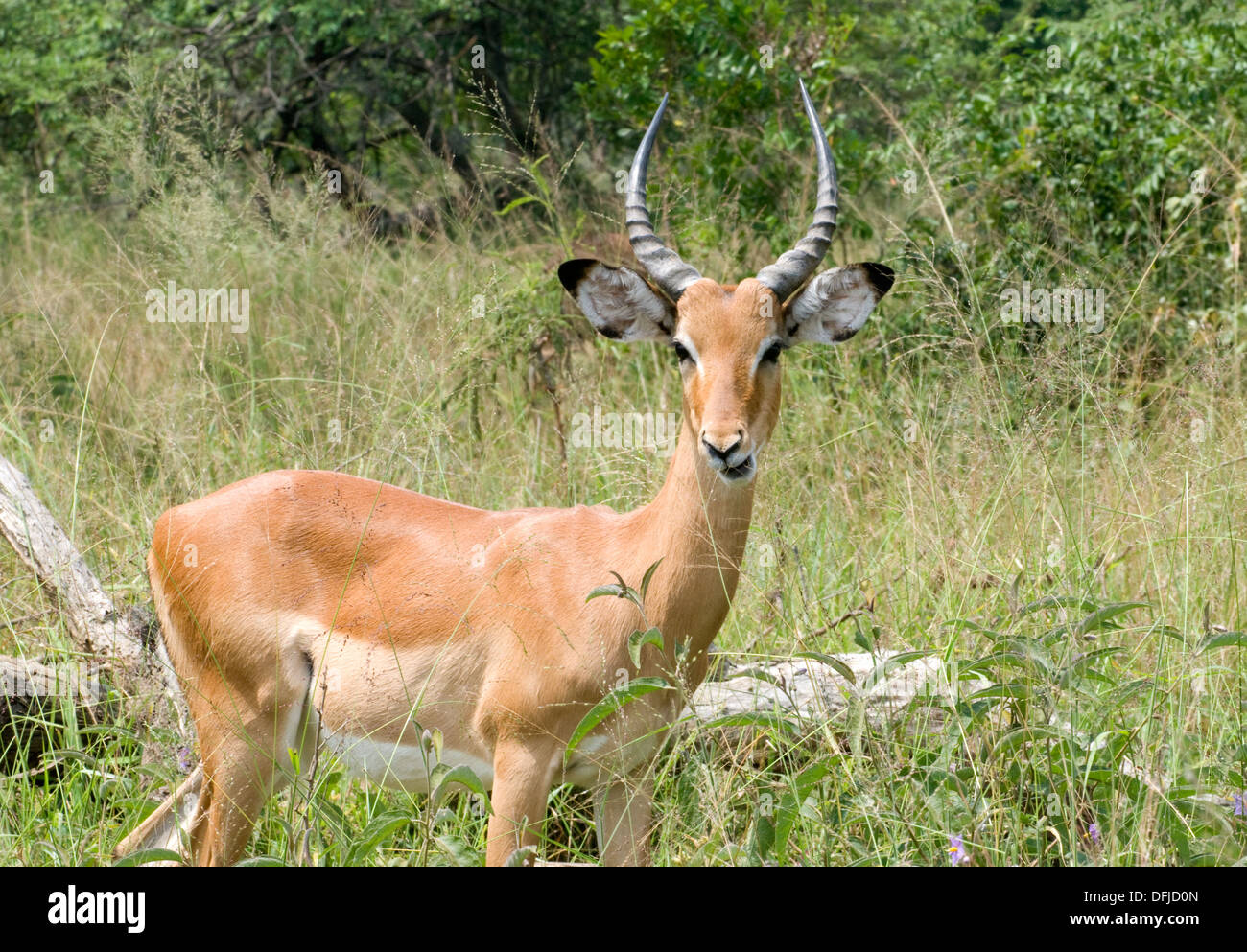 Young male ram Impala gazelle attractive antlers Northern Akagera ...