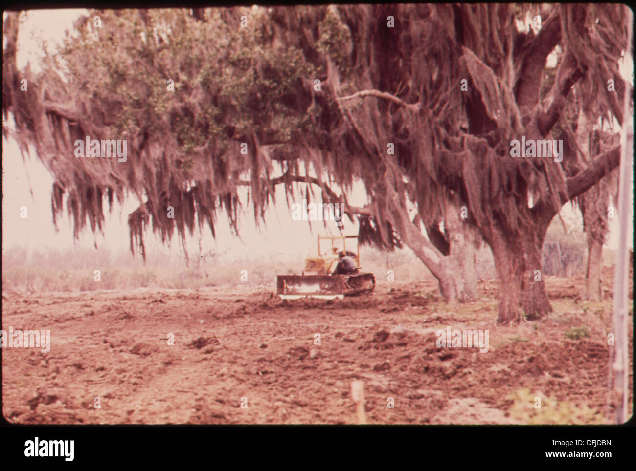 May moss hi-res stock photography and images - Alamy