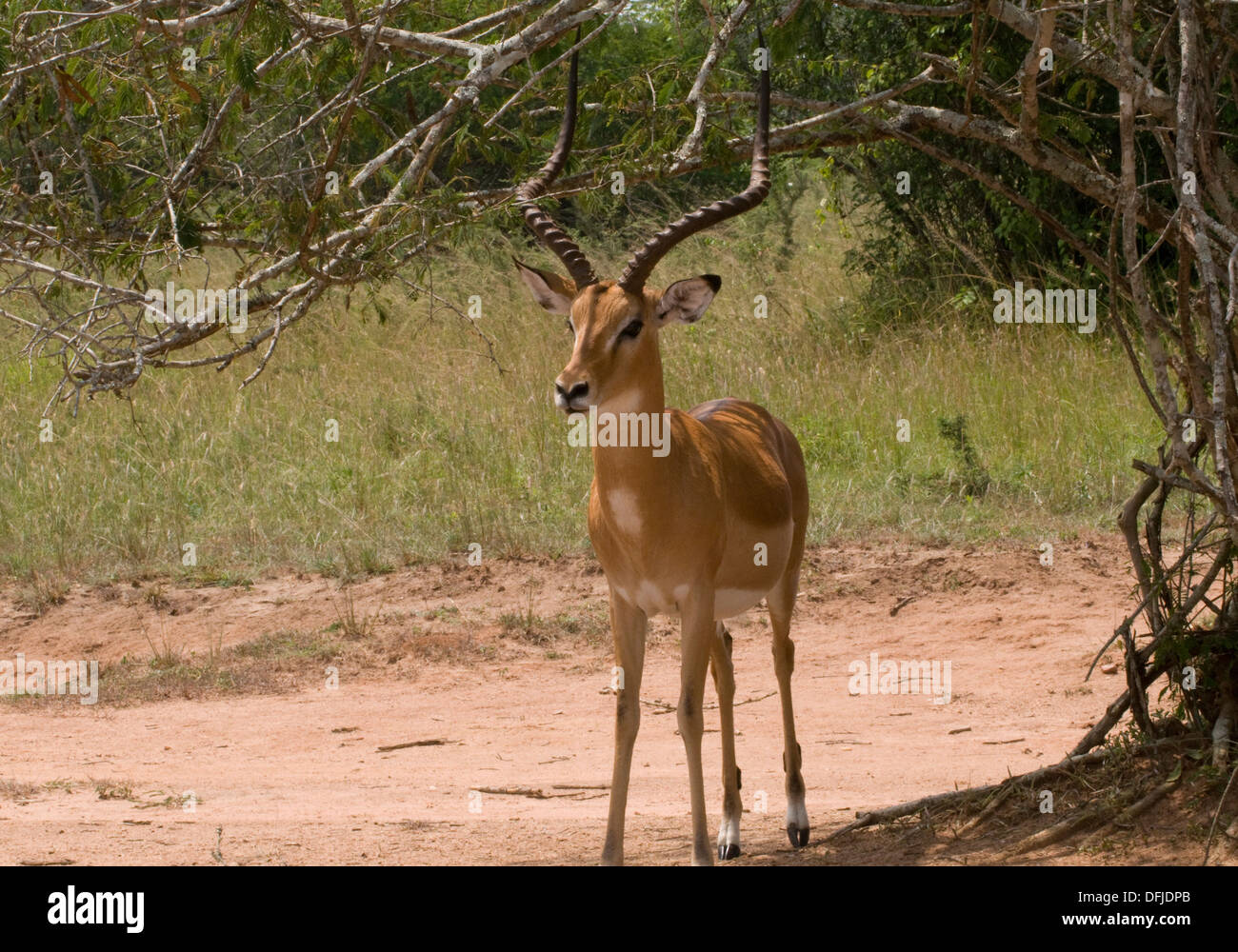 Male ram Impala gazelle attractive antlers Northern Akagera National ...
