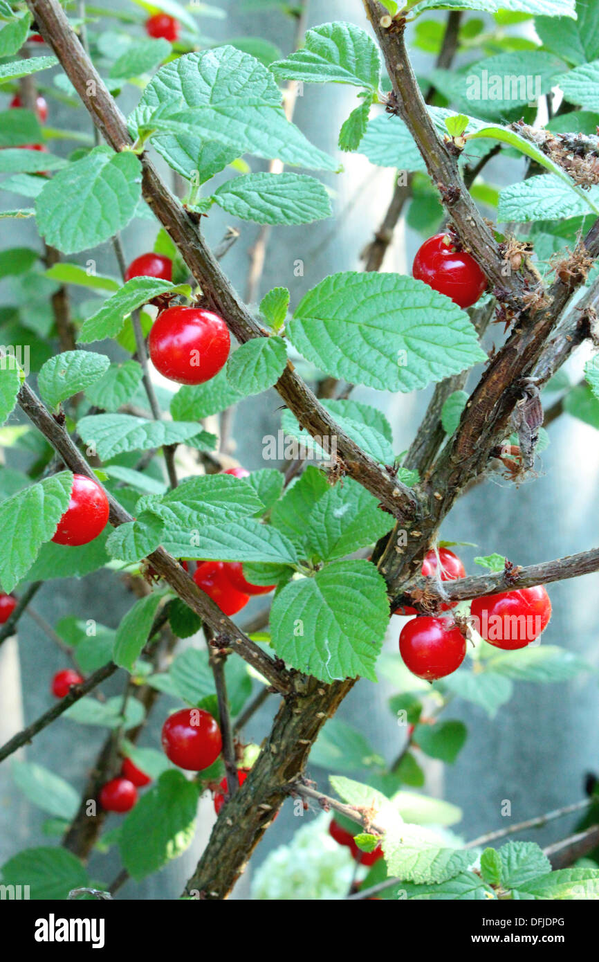 red berry of Prunus tomentosa hanging on the green branch Stock Photo ...