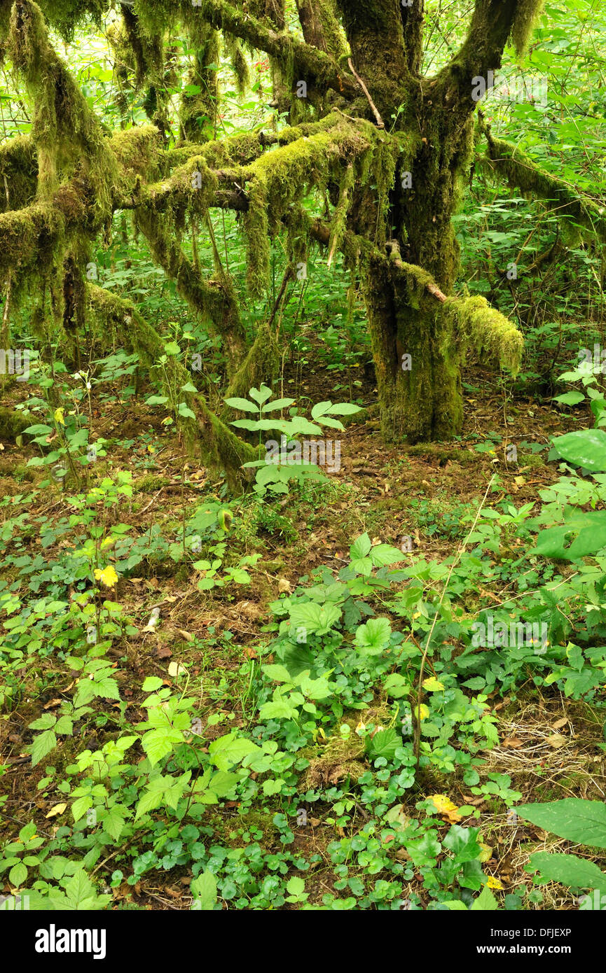 Verdant Valley Floor High Resolution Stock Photography and Images - Alamy
