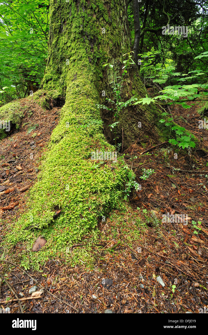 Root structure hi-res stock photography and images - Alamy