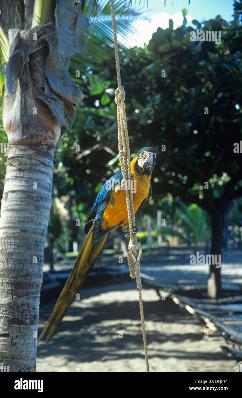 Blue-and-yellow Macaw, Kona Village Resort, Kona Coast, Island of ...