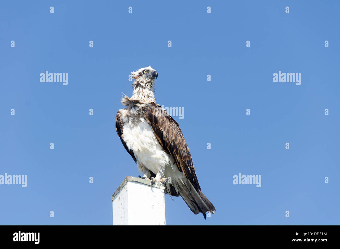 White-bellied Sea Eagle, Hervey Bay, Queensland, Australia Stock Photo ...