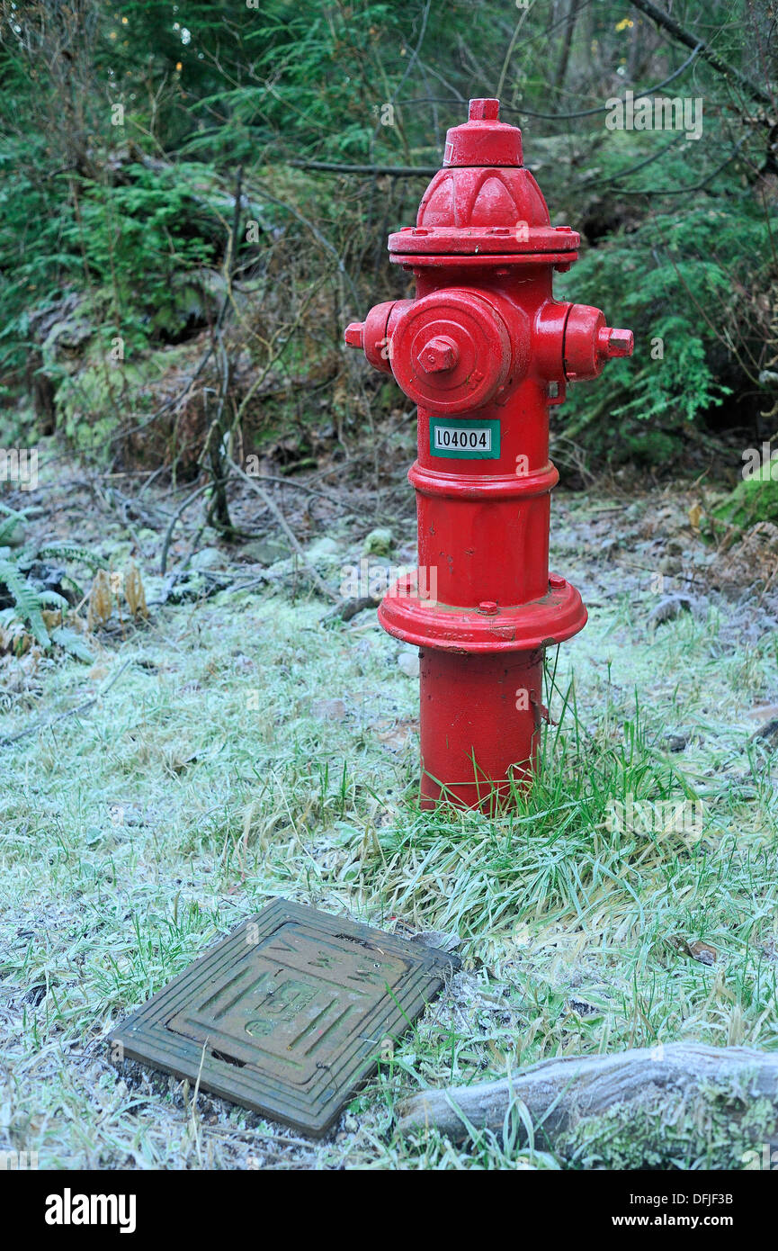 Fire rainforest british columbia hi-res stock photography and images ...