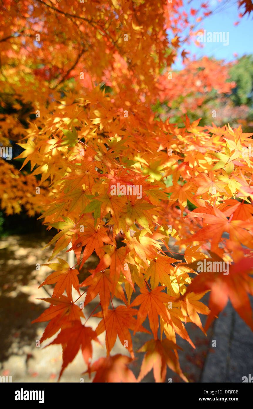 Japan leaves hi-res stock photography and images - Alamy