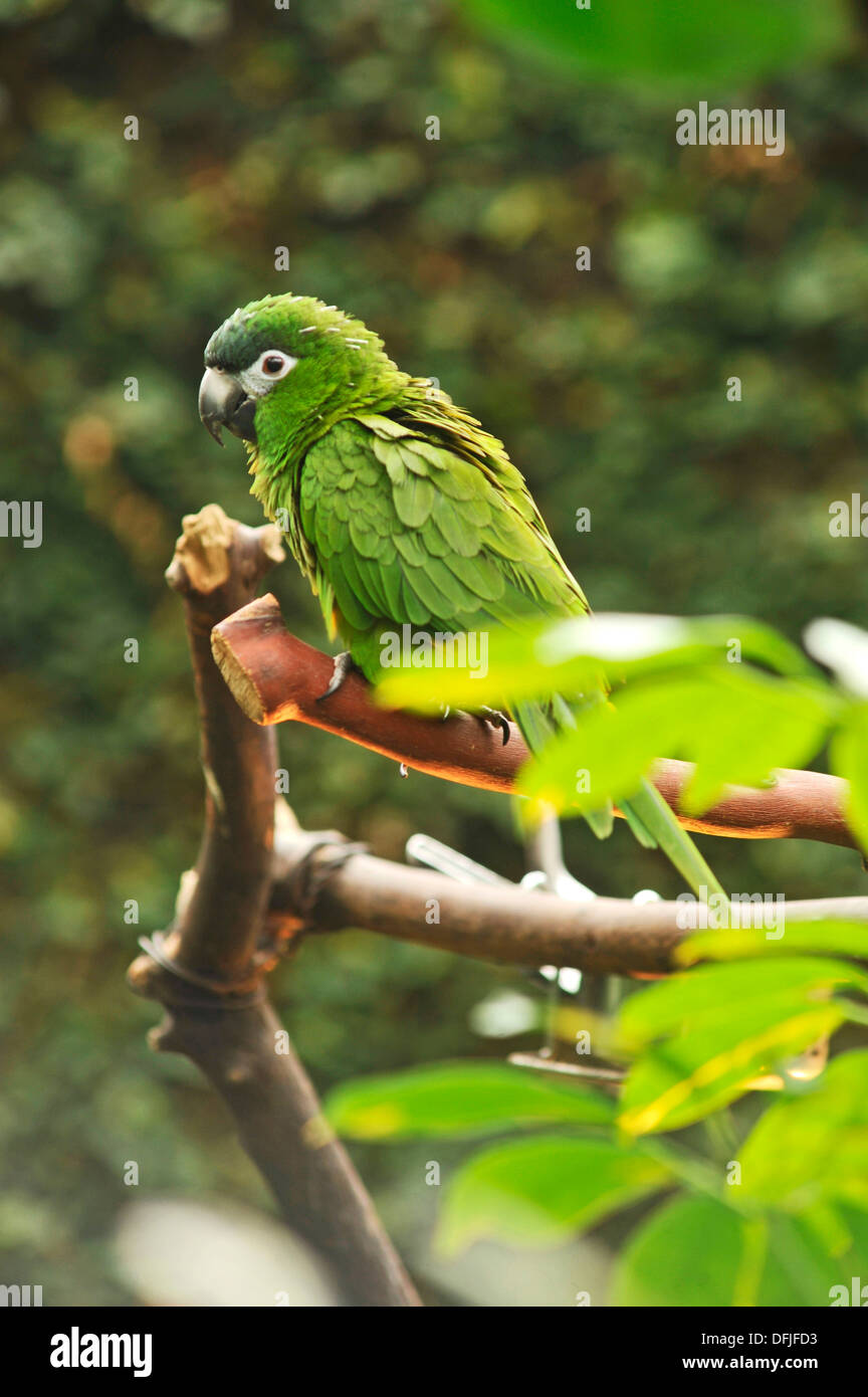 Red shouldered macaw hi-res stock photography and images - Alamy