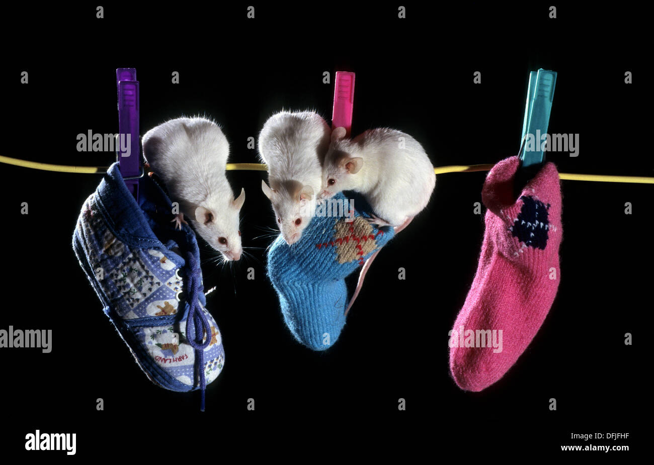 White mice (Mus sp.) in socks, captive Stock Photo - Alamy