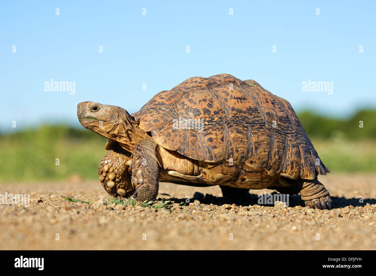 Leopard or mountain tortoise (Stigmochelys pardalis), South Africa ...