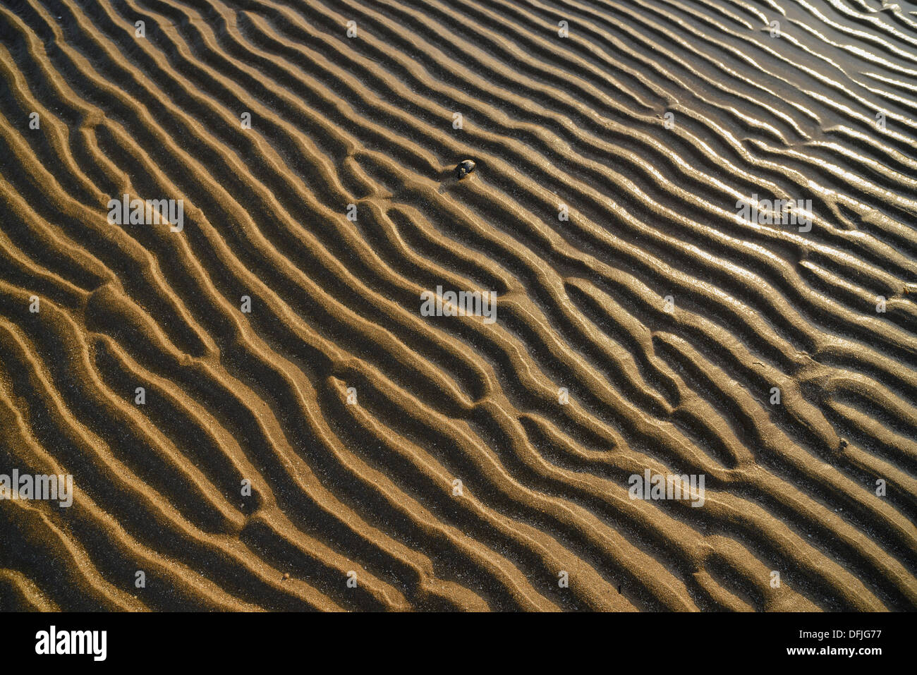 Ripples in the sand, Mossyard beach, Solway coast, Dumfries & Galloway ...