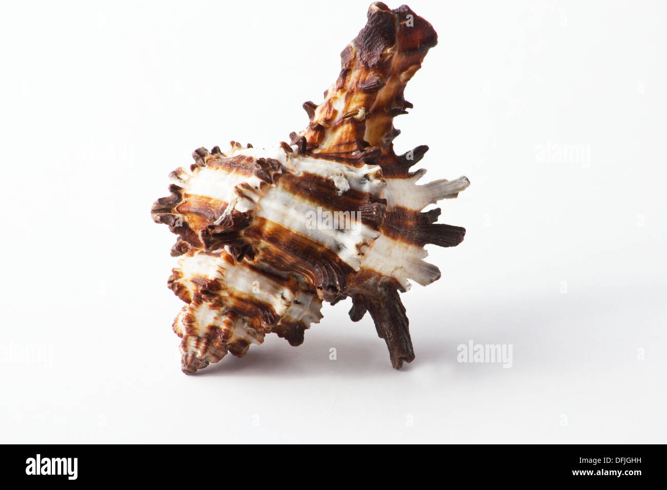 Seashell on white background Stock Photo - Alamy