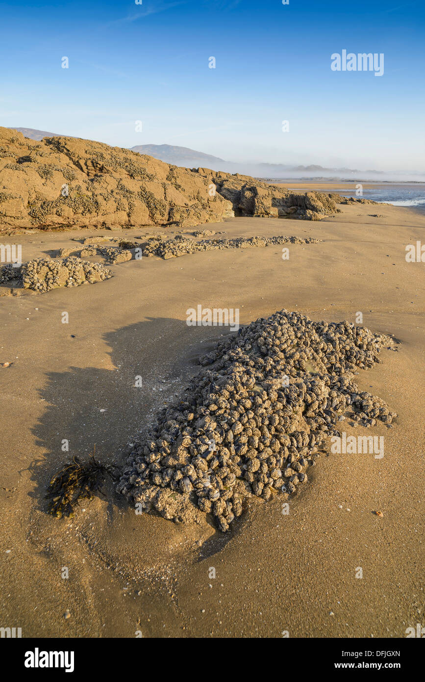 Mussel encrusted rock, Mossyard beach, Solway coast, Dumfries ...