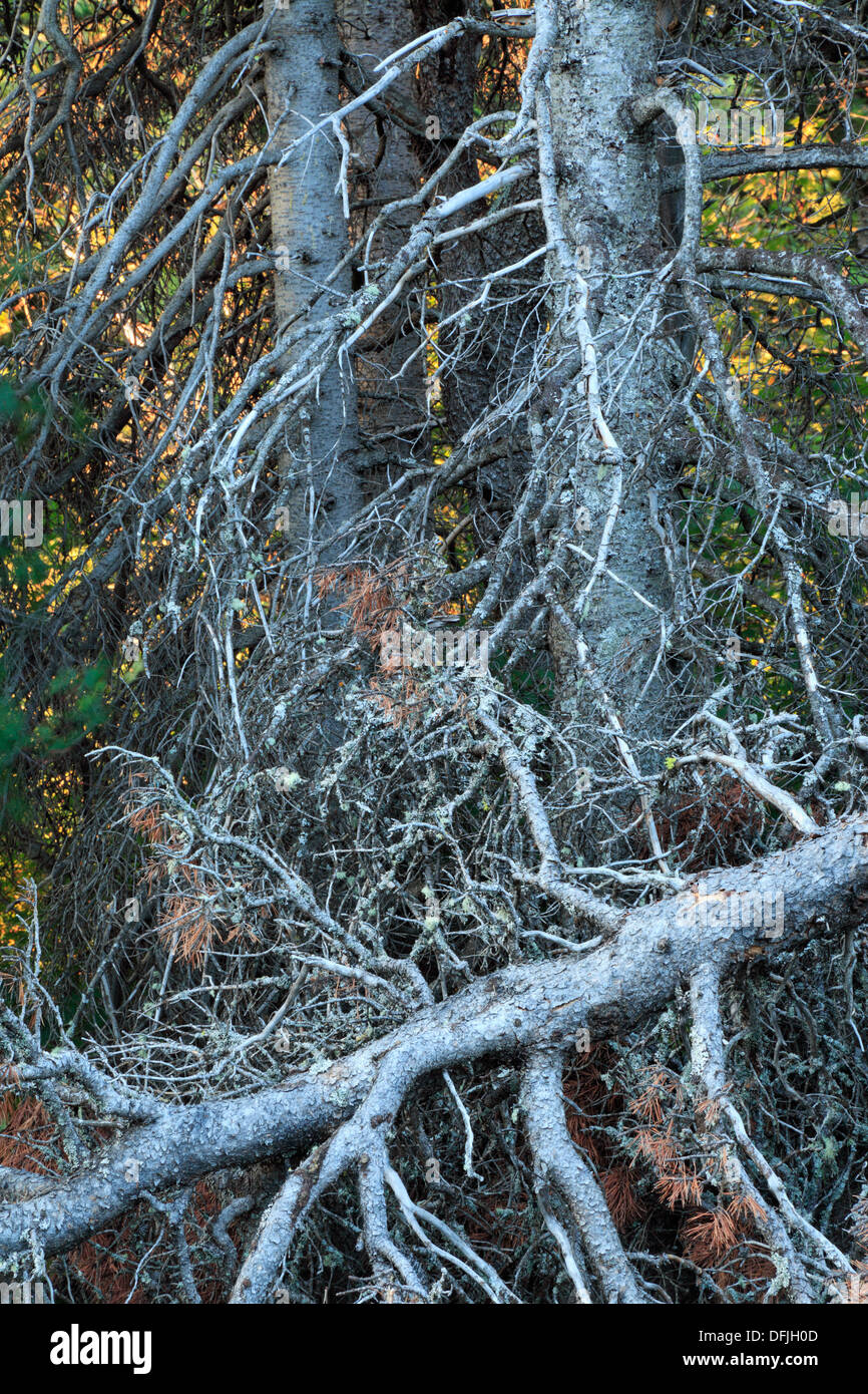 Needleless trees hi-res stock photography and images - Alamy