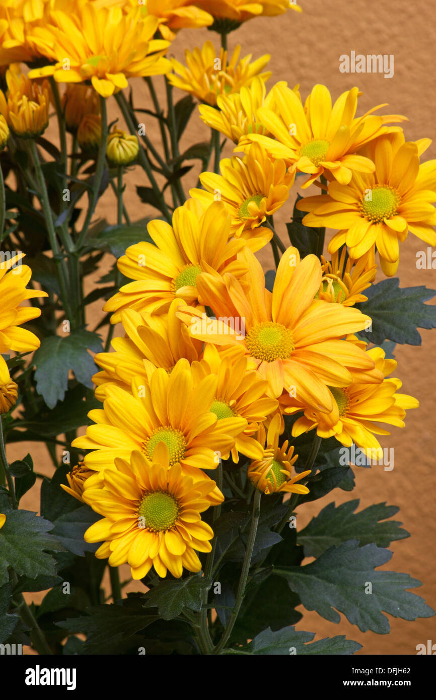 Yellow chrysanthemum flowers gardens hi-res stock photography and ...