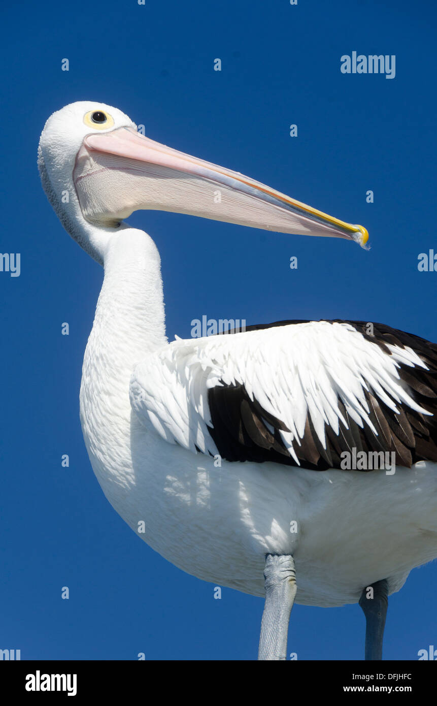 Hervey bay queensland hi-res stock photography and images - Alamy
