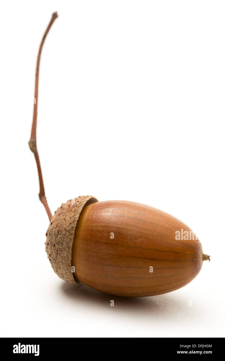 One acorn on white Stock Photo - Alamy