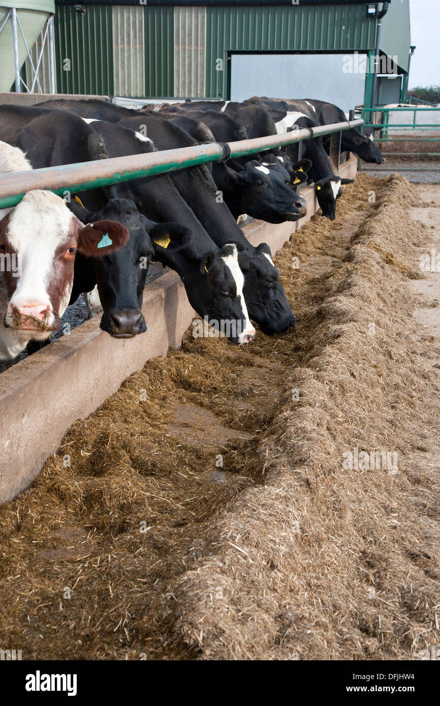 Total mixed ration hi-res stock photography and images - Alamy