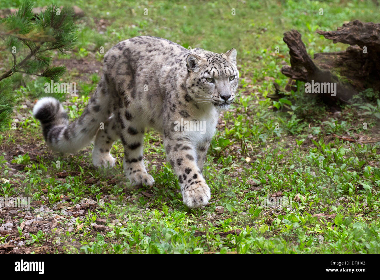 Adult Snow Leopard Stock Photo - Alamy