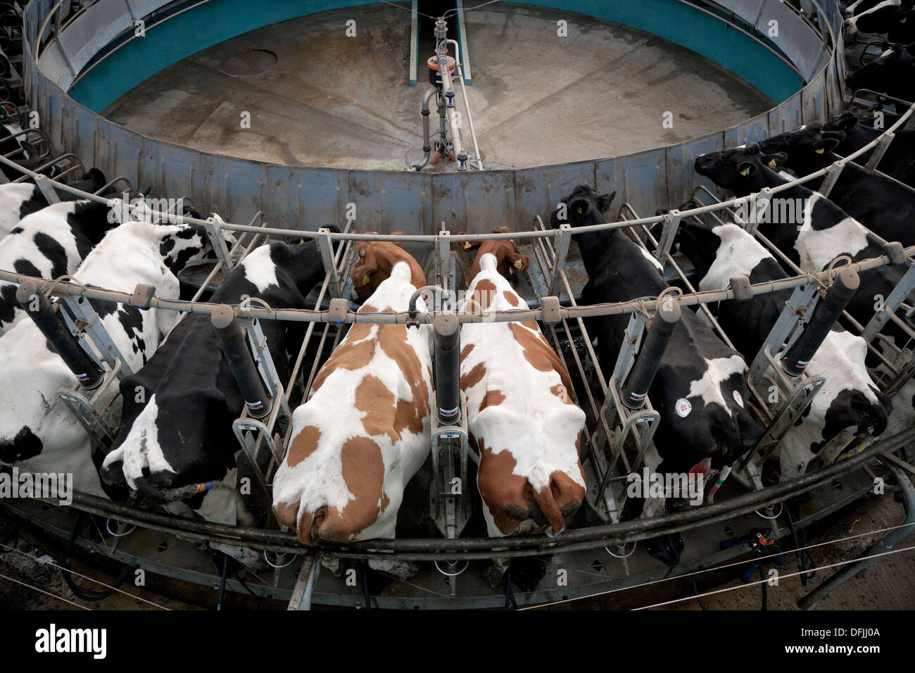 Rotary milking parlour milking dairy cows on a UK farm Stock Photo - Alamy